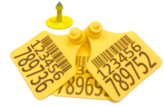 Ear Tags – NATIONAL MEDITEK