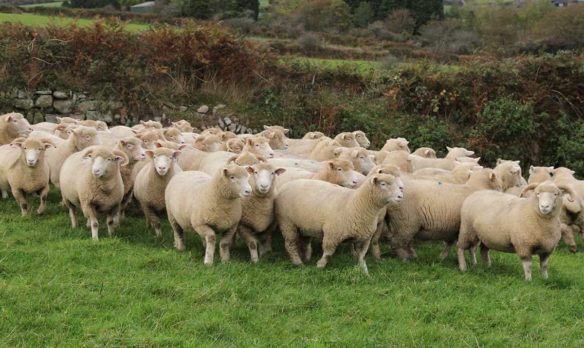 Ovine and Caprine – NATIONAL MEDITEK